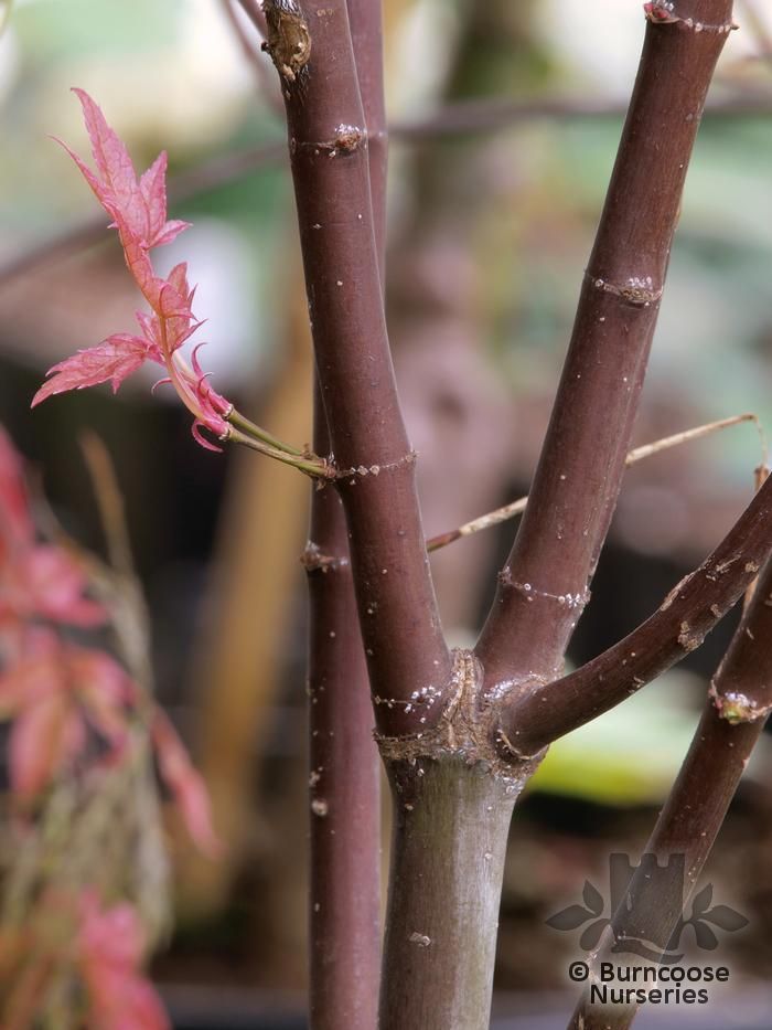 Acer Palmatum 'Shindeshojo' from Burncoose Nurseries