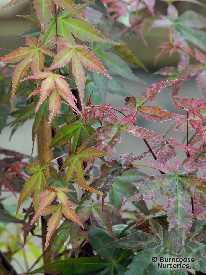 Acer Palmatum 'Shindeshojo' from Burncoose Nurseries
