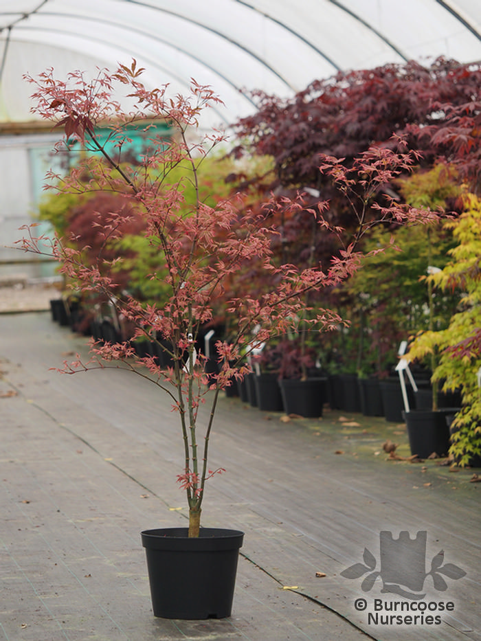 Acer Palmatum 'Shirazz' from Burncoose Nurseries