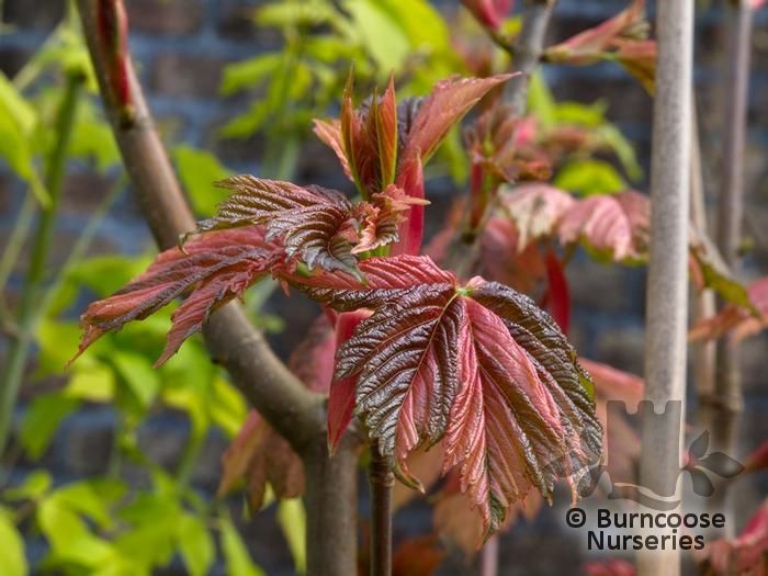 Acer Pseudoplatanus 'Simon-Louis Frères' from Burncoose Nurseries