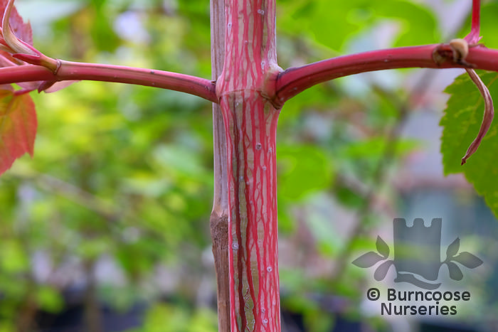 Acer 'Red Flamingo' from Burncoose Nurseries