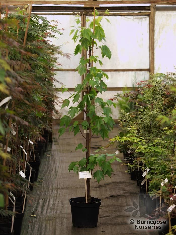 Acer Rubrum 'Scanlon' from Burncoose Nurseries