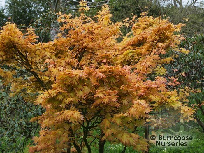 Acer Palmatum 'Summer Gold' from Burncoose Nurseries