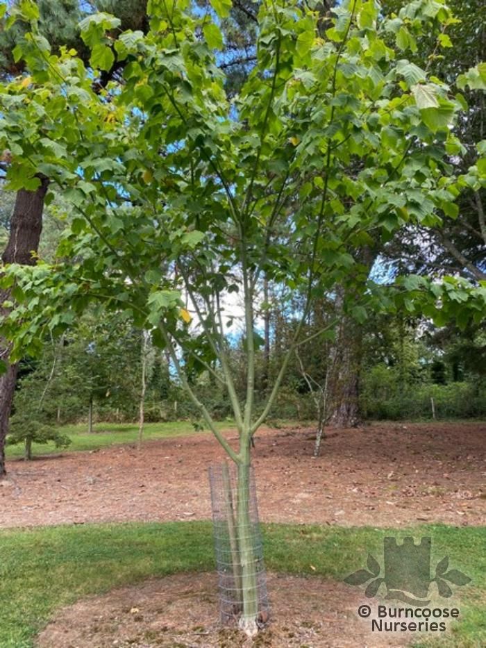 Acer Tegmentosum 'White Tigress' from Burncoose Nurseries