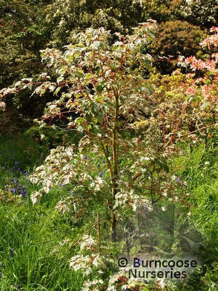 Acer X Conspicuum 'Silver Cardinal' from Burncoose Nurseries