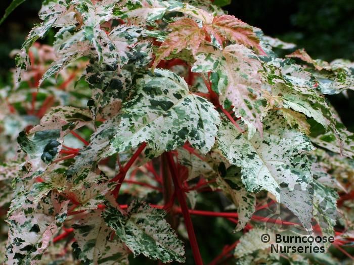 Acer X Conspicuum 'Silver Cardinal' from Burncoose Nurseries