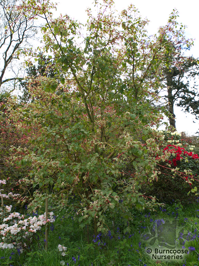 Acer X Conspicuum 'Silver Cardinal' from Burncoose Nurseries
