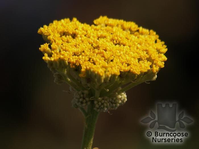 Achillea 'Cloth Of Gold' from Burncoose Nurseries