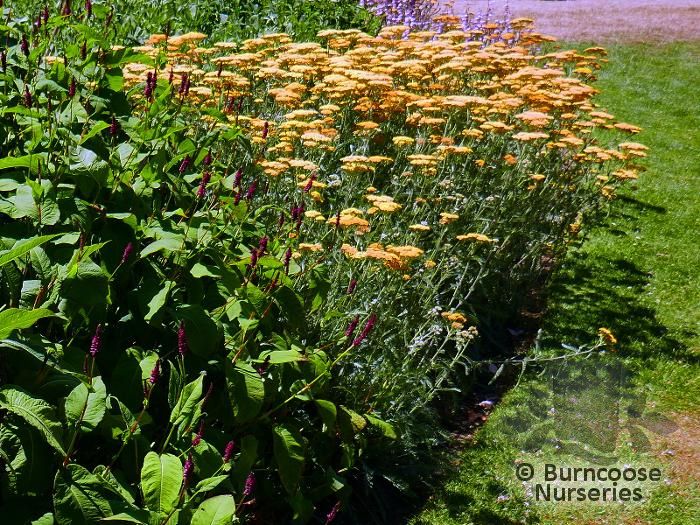 Achillea 'Inca Gold' from Burncoose Nurseries