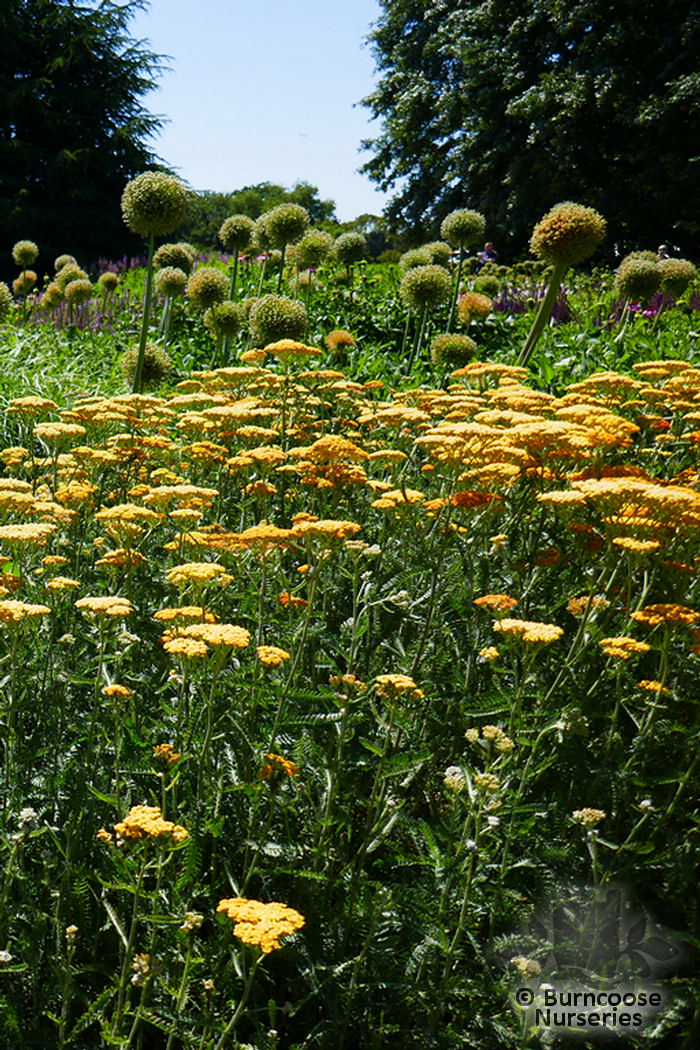 Achillea 'Inca Gold' from Burncoose Nurseries