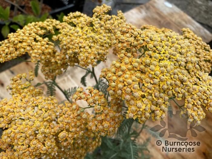 Achillea 'Inca Gold' from Burncoose Nurseries