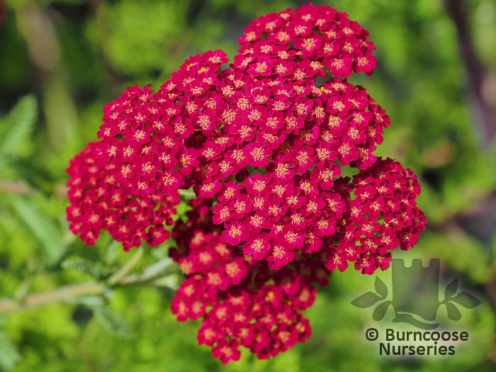 Achillea 'Red Velvet' from Burncoose Nurseries