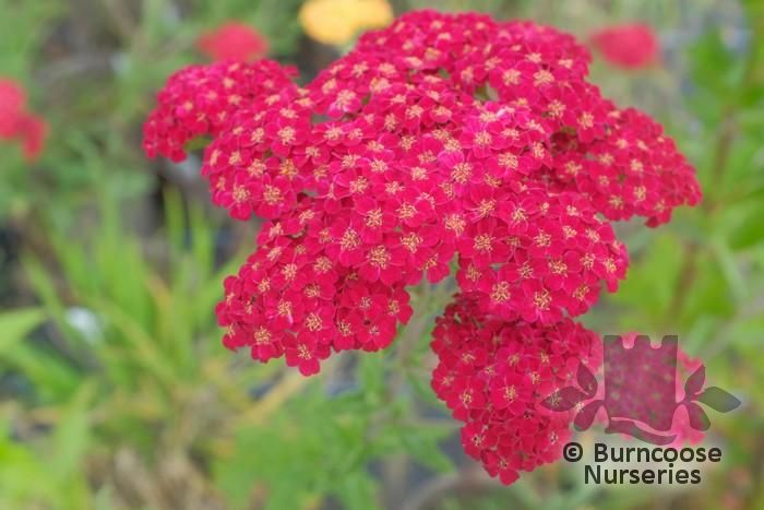 Achillea 'Red Velvet' from Burncoose Nurseries