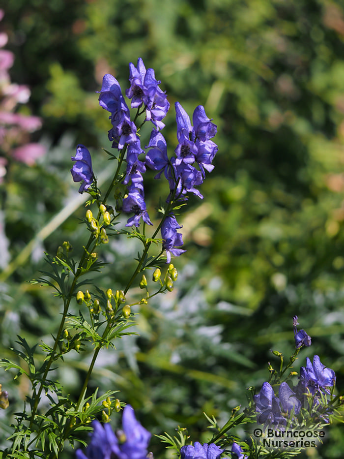 Aconitum 'Newry Blue' from Burncoose Nurseries