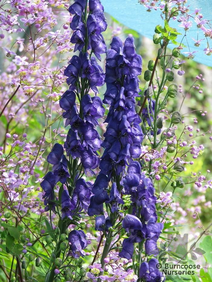 Aconitum from Burncoose Nurseries
