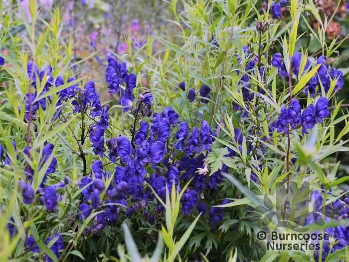 Aconitum 'Spark'S Variety' from Burncoose Nurseries