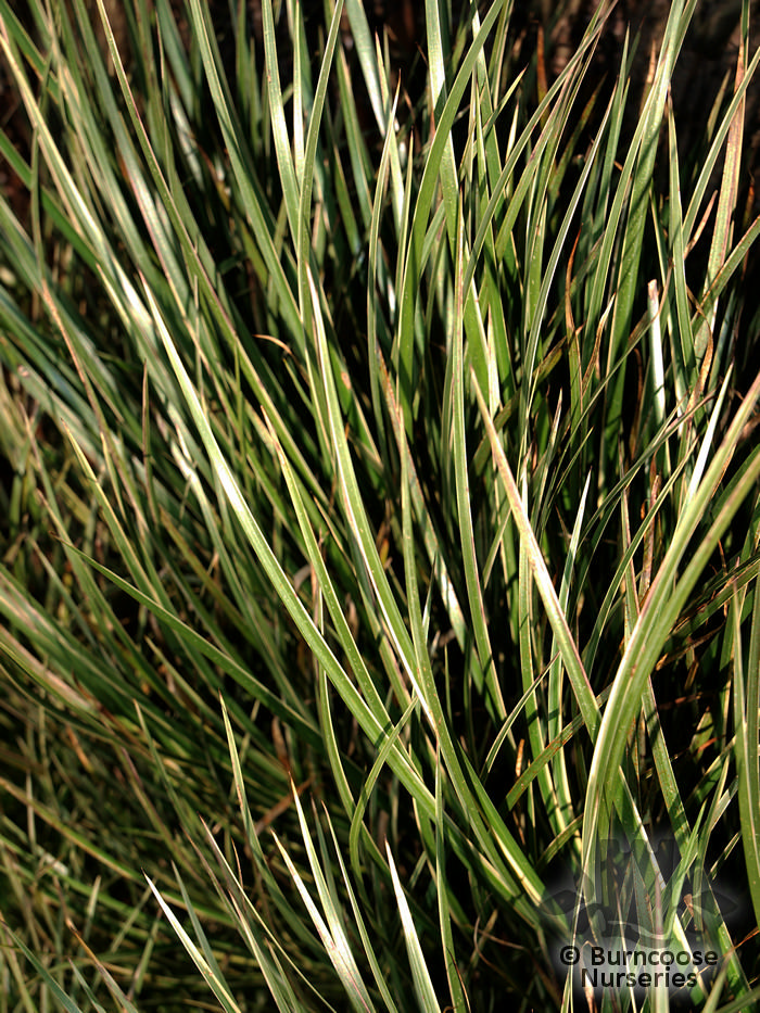 Acorus from Burncoose Nurseries