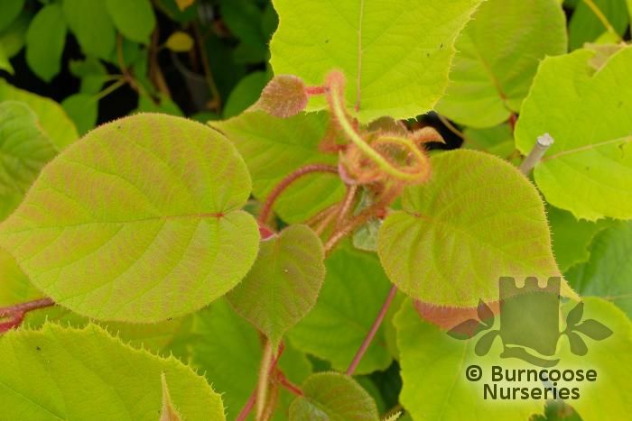 Actinidia Deliciosa 'Jenny' from Burncoose Nurseries