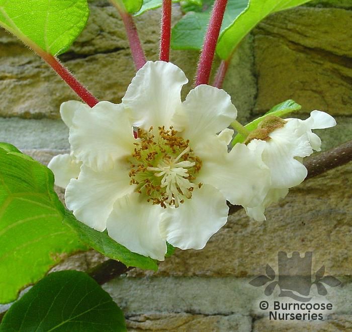 Actinidia Deliciosa 'Jenny' from Burncoose Nurseries