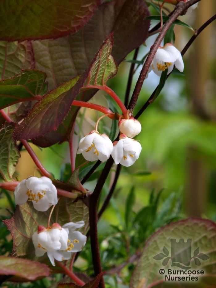 Actinidia Kolomikta from Burncoose Nurseries