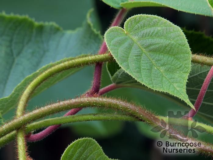 Actinidia from Burncoose Nurseries