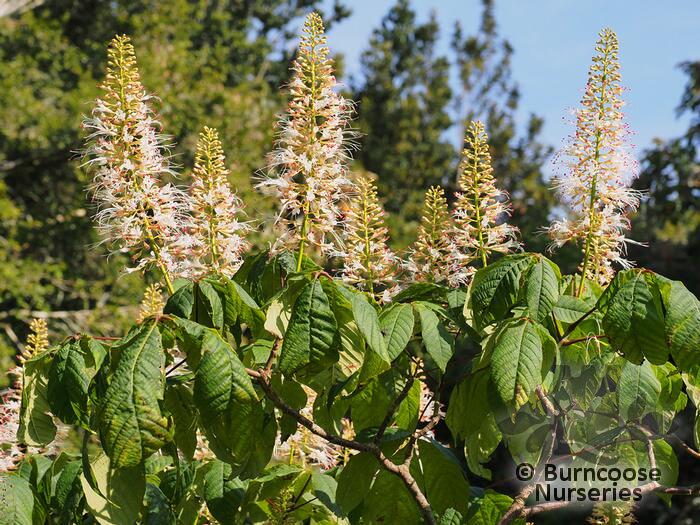 Aesculus Parviflora from Burncoose Nurseries