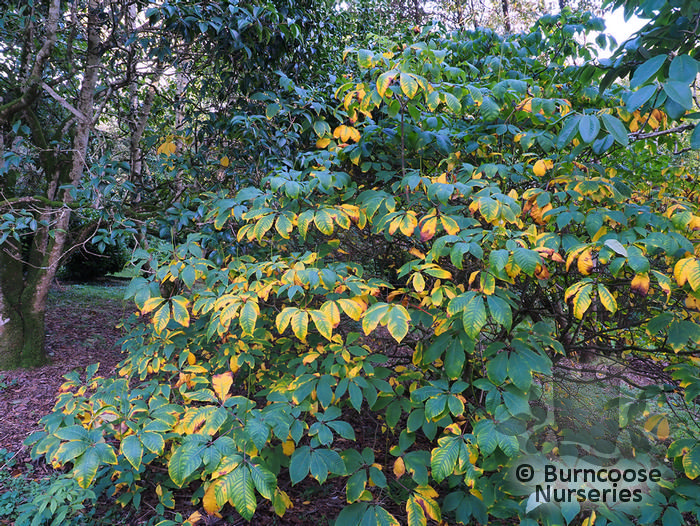 Aesculus Parviflora from Burncoose Nurseries