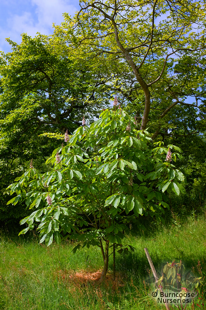 Aesculus Indica 'Sydney Pearce' from Burncoose Nurseries