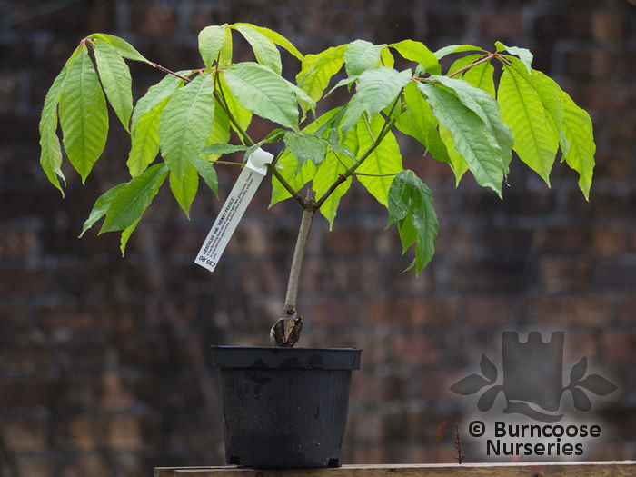Aesculus Indica 'Sydney Pearce' from Burncoose Nurseries
