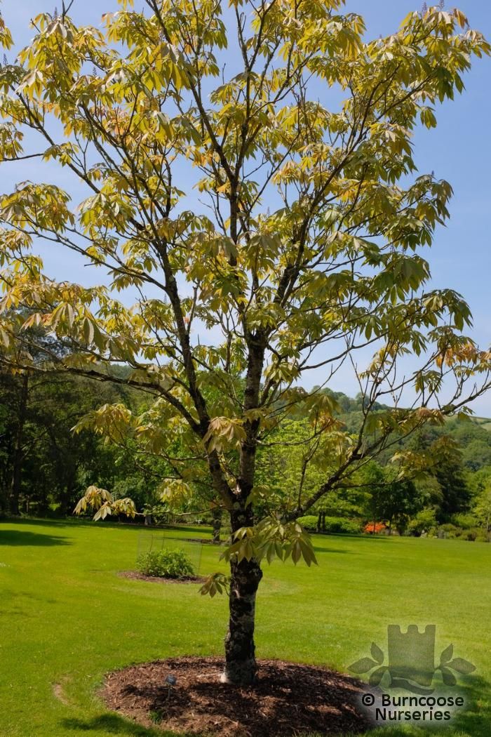 Aesculus Indica from Burncoose Nurseries