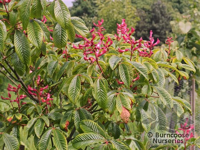 Aesculus Pavia from Burncoose Nurseries