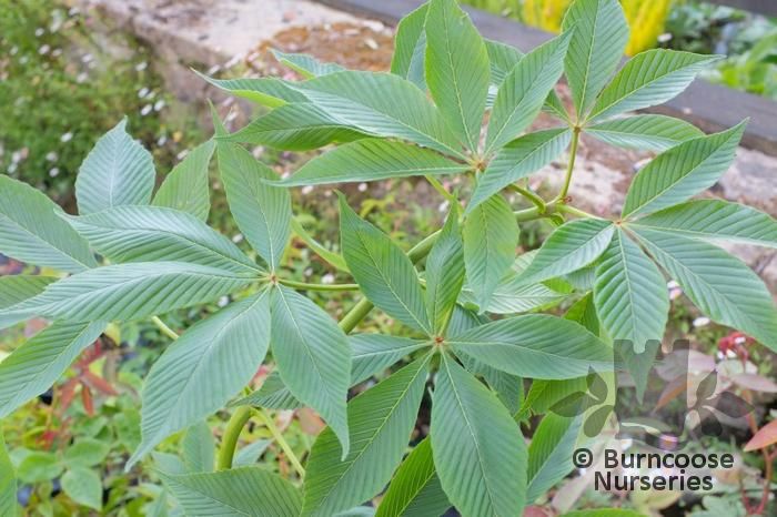 Aesculus X Arnoldiana 'Autumn Splendour' from Burncoose Nurseries