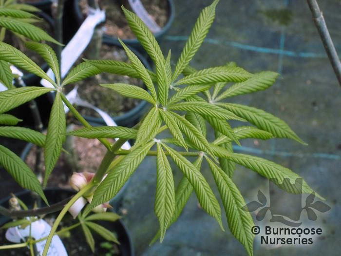 Aesculus X Arnoldiana 'Autumn Splendour' from Burncoose Nurseries