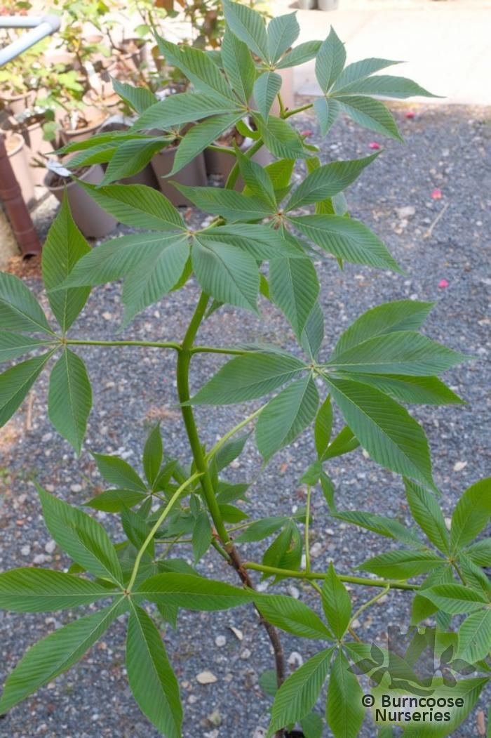Aesculus X Arnoldiana 'Autumn Splendour' from Burncoose Nurseries