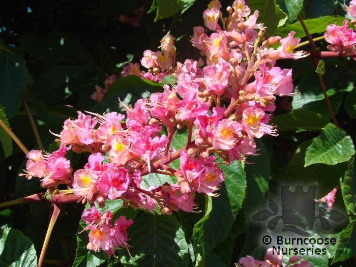 Aesculus X Carnea 'Briotii' from Burncoose Nurseries