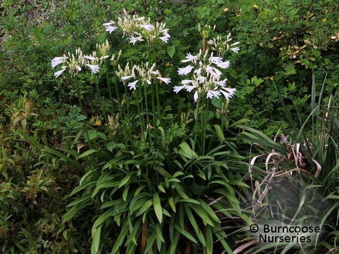 Agapanthus from Burncoose Nurseries