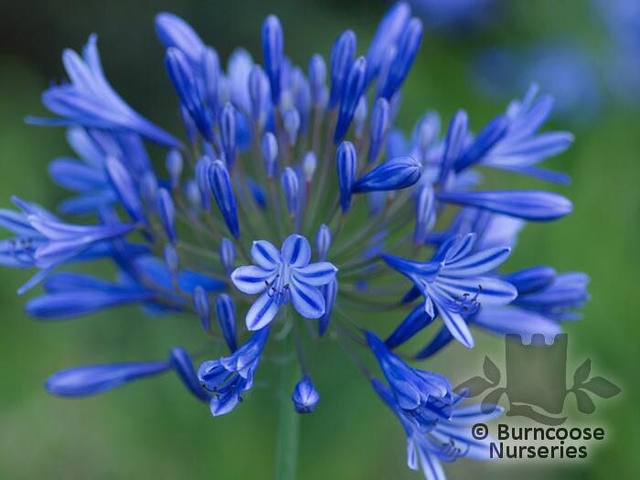 Agapanthus Africanus Blue from Burncoose Nurseries