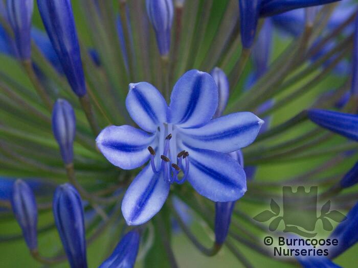 Agapanthus Africanus Blue from Burncoose Nurseries