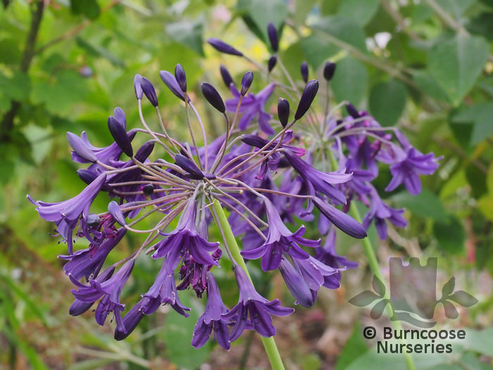 Agapanthus Inapertus 'Graskop' from Burncoose Nurseries