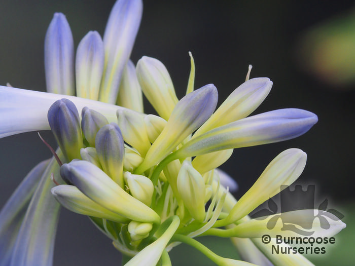 Agapanthus Inapertus 'Sky' from Burncoose Nurseries