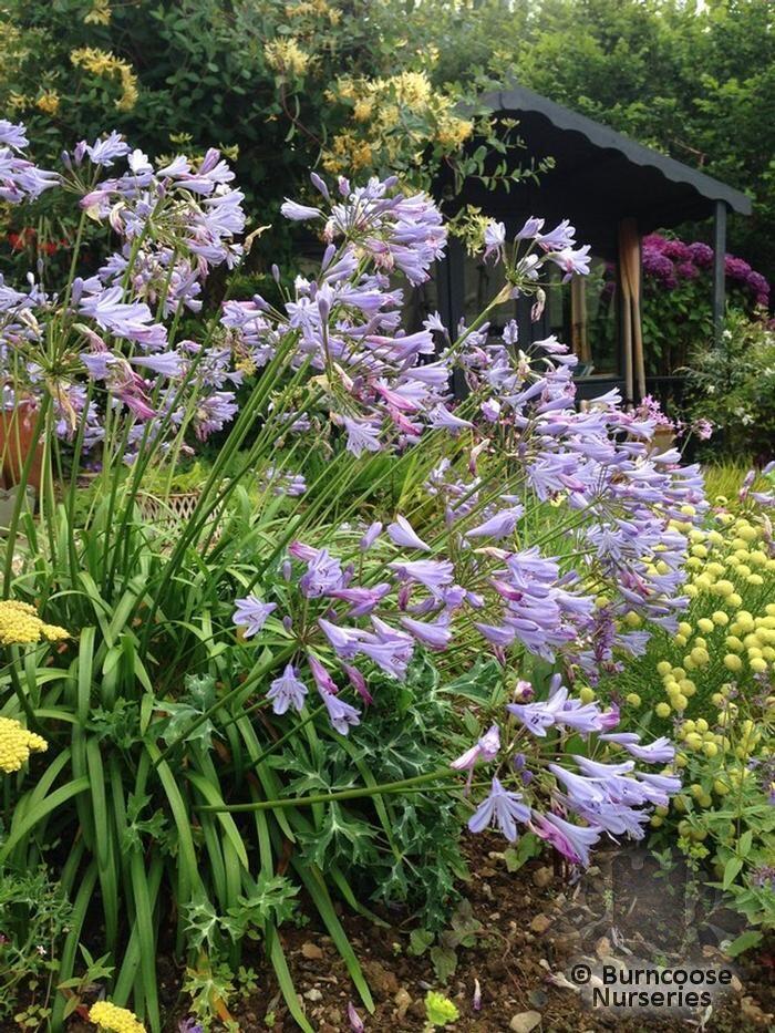 Agapanthus 'Peter Pan' from Burncoose Nurseries