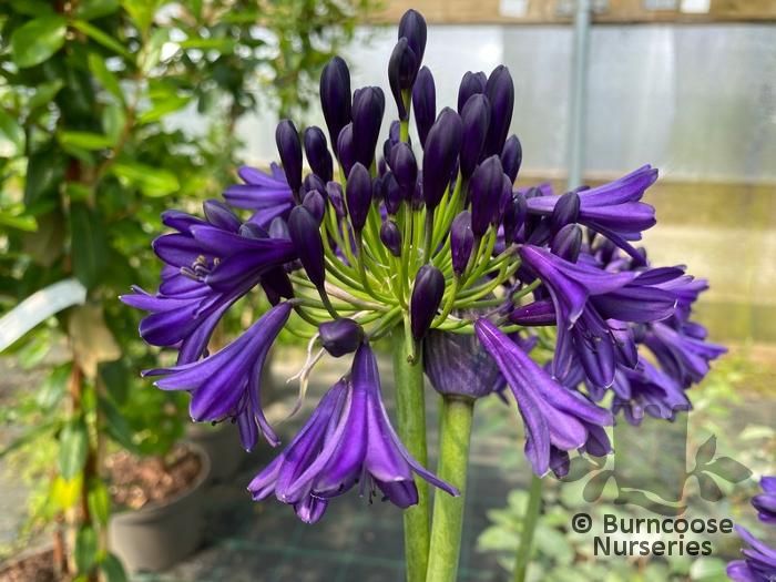 Agapanthus 'Royal Velvet' from Burncoose Nurseries