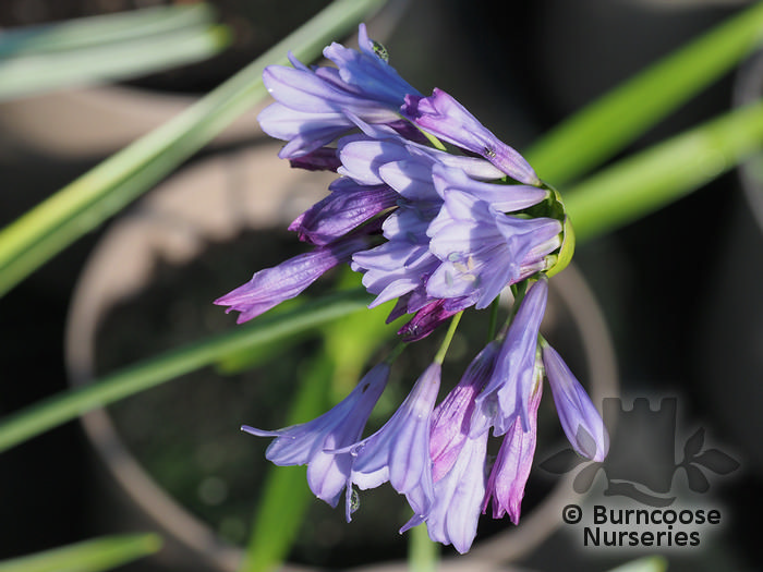 Agapanthus 'Silver Moon' from Burncoose Nurseries