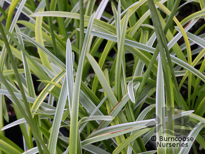 Agapanthus 'Silver Moon' from Burncoose Nurseries