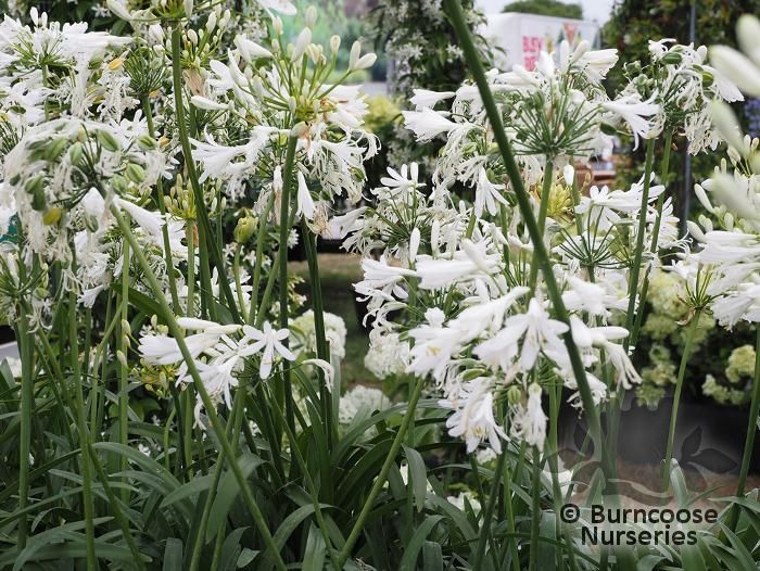 Agapanthus 'Snow Cloud' from Burncoose Nurseries