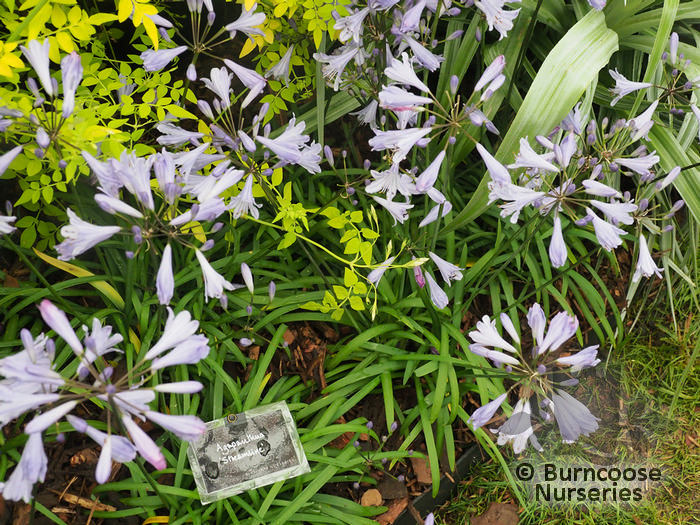 Agapanthus 'Streamline' from Burncoose Nurseries