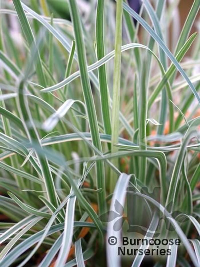 Agapanthus 'Tinkerbell' from Burncoose Nurseries