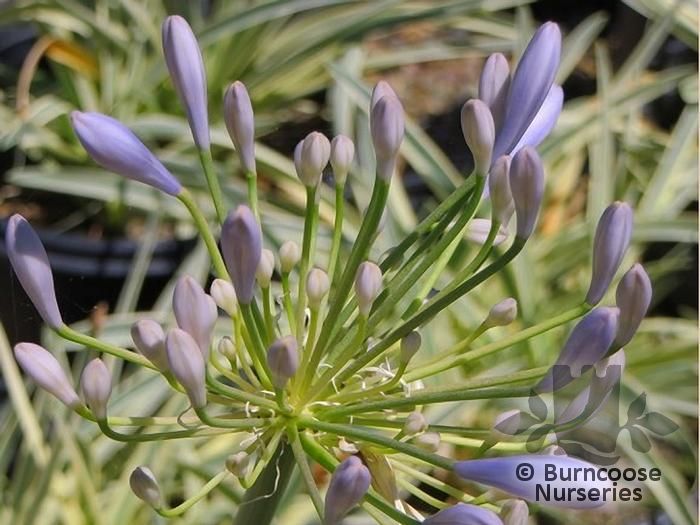 Agapanthus 'Tinkerbell' from Burncoose Nurseries