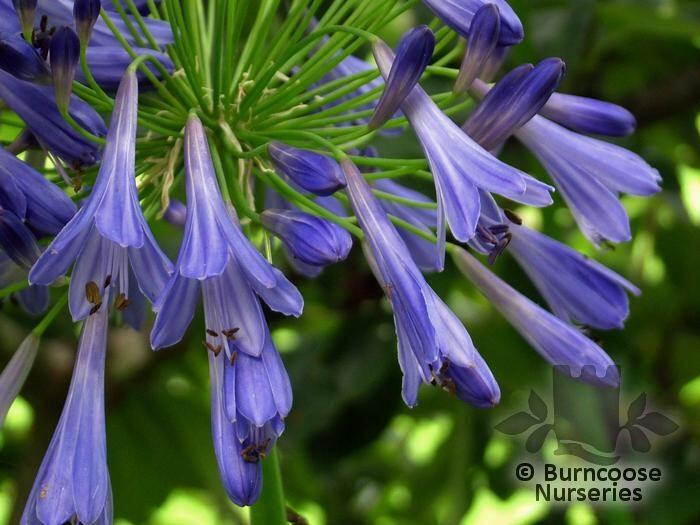 Agapanthus Umbellatus 'Blue Giant' from Burncoose Nurseries