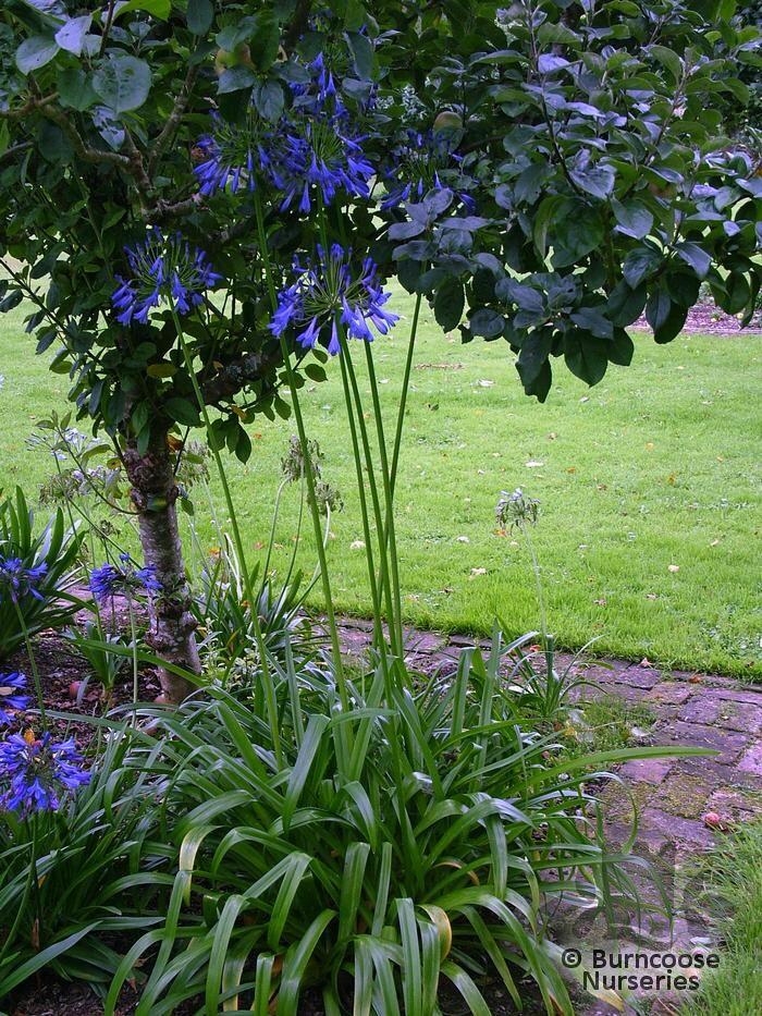 Agapanthus Umbellatus 'Blue Giant' from Burncoose Nurseries